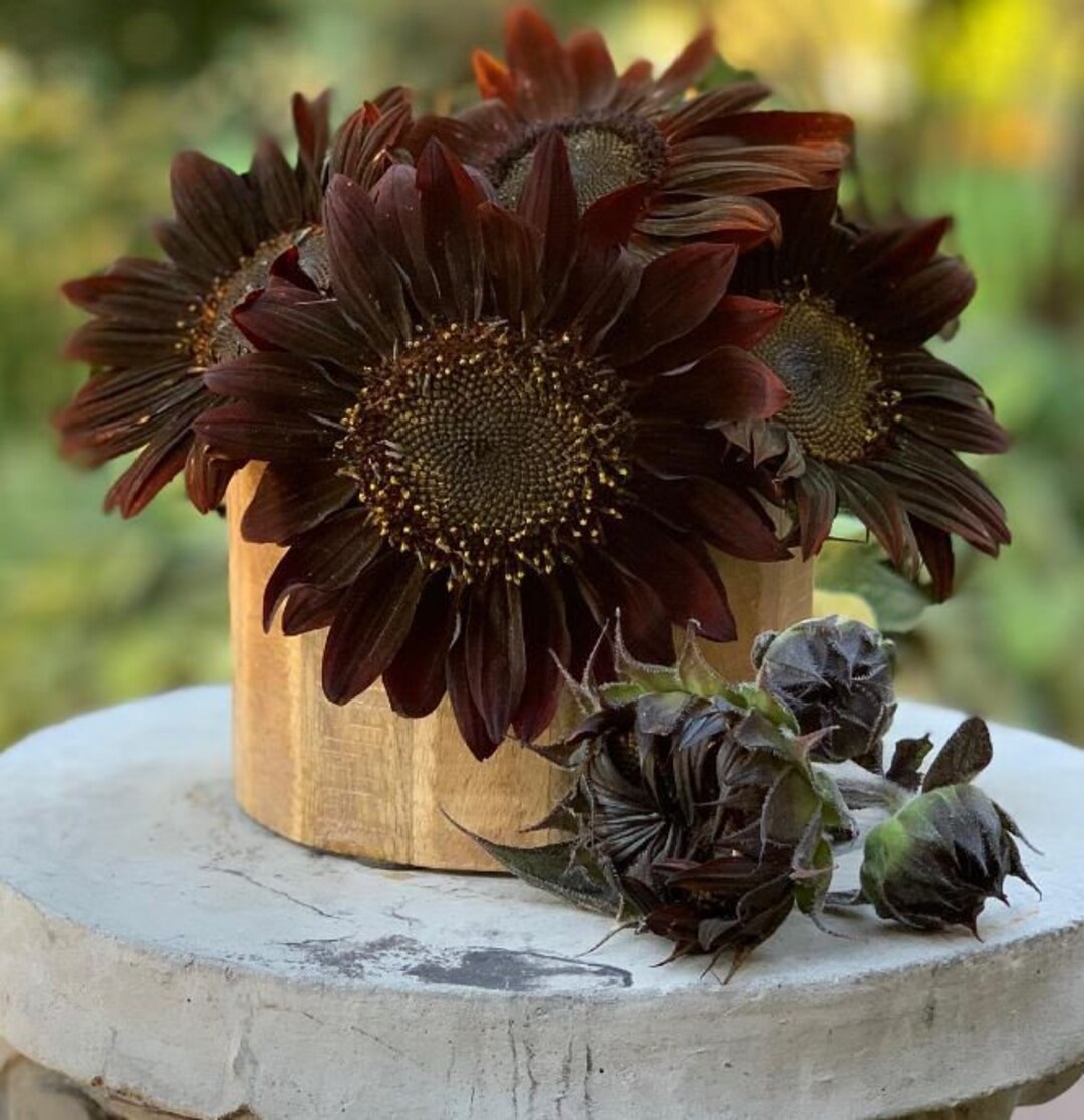 Chocolate Sunflowers Seeds Flowers FREE SHIPPING - Etsy