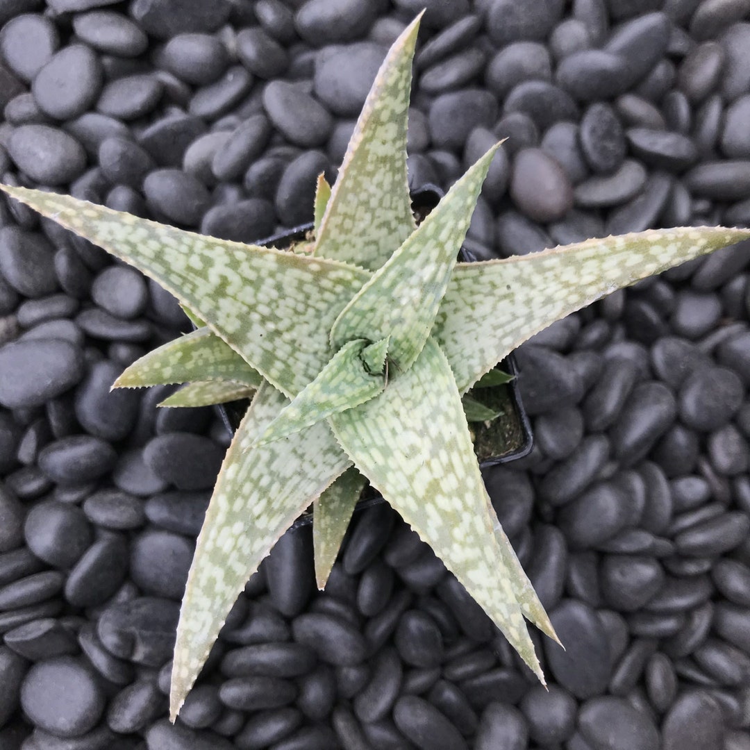 Variegated Aloe White Fox Succulent Starter Plants FREE SHIPPING - Etsy