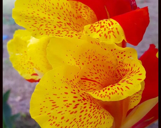 Cleopatra Variegated Canna Lily Large Bulbs Live Plant - Etsy