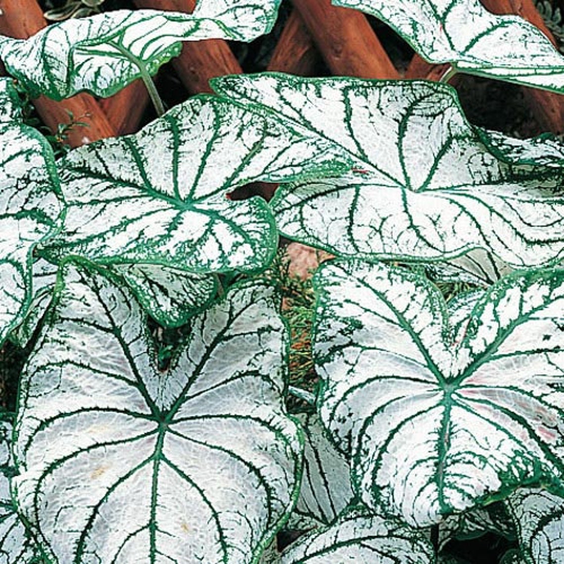 White Christmas Caladium Bulbs Live Plant ALL Starter Plants - Etsy