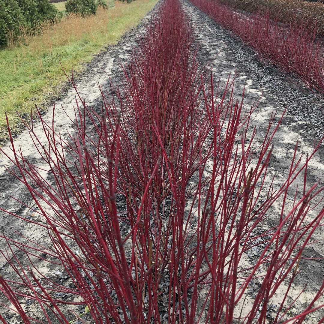 Red Twig Dogwood - Red Arctic Fire - Red Twig - Cornus - Etsy