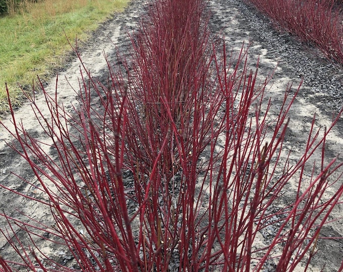 FREE SHIPPING - Red Twig Dogwood - Red Arctic Fire - Red Twig - Cornus ...