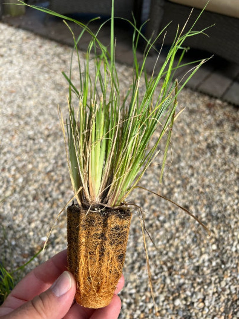 FREE SHIPPING - Black Majestic Fountain Grass - Etsy