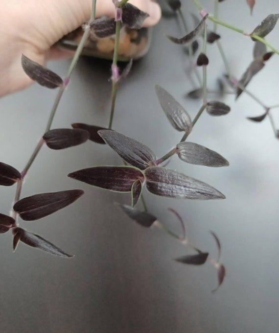 Black Tradescantia Jose Puig Gibasis Starter Plant ALL - Etsy