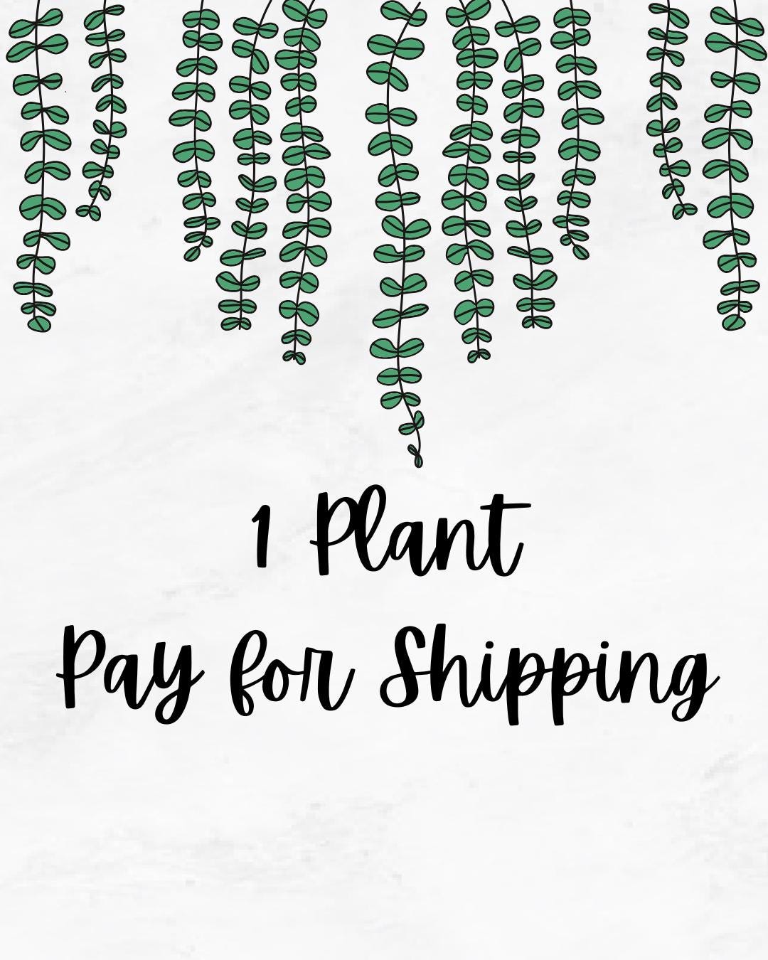 1 Plant Pay for Shipping - Etsy