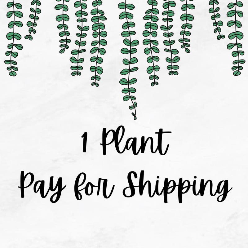 House Plants - Etsy
