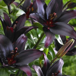 Black Asiatic Lily Landini Bulbs ALL Starter Plants REQUIRE You to ...