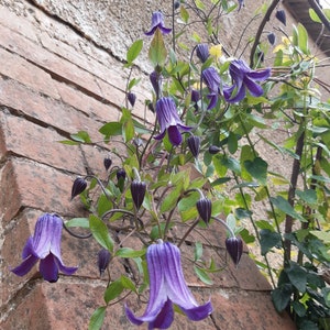 FREE SHIPPING - Blue Bells Clematis Vine Starter Plant Roguchi - Etsy
