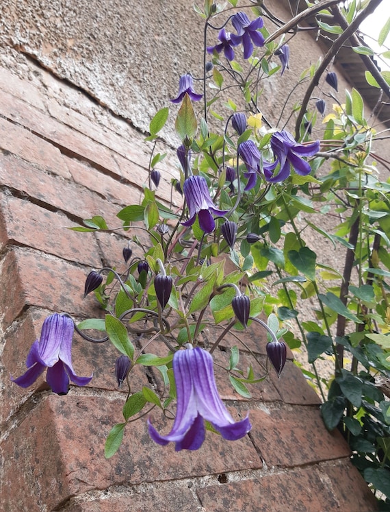 Ohio Bell Blue Flowers Vine Ask A Master Gardener: Creeping Bellflower