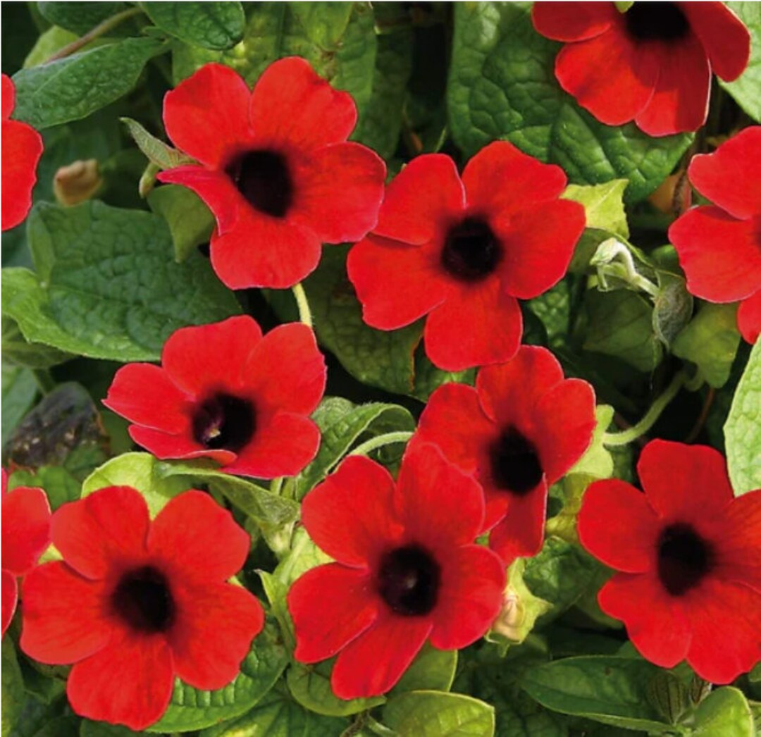 FREE SHIPPING - Cherry Red Black Eyed Susan Vine Starter Plant - Etsy