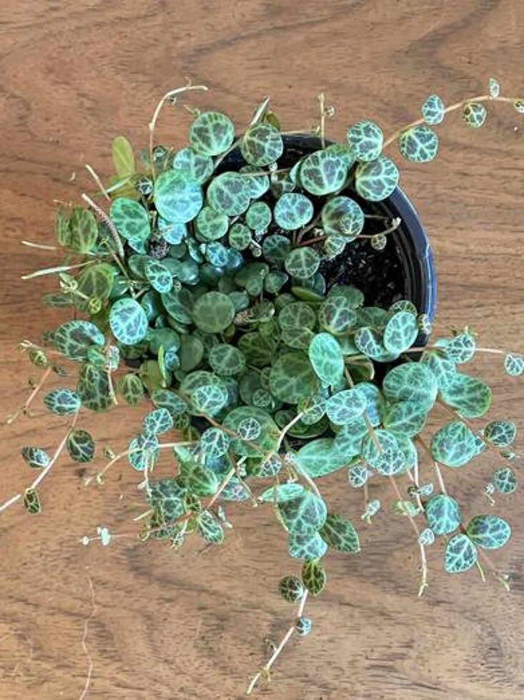 Free Shipping - Variegated String of Turtles Starter Plant - Etsy