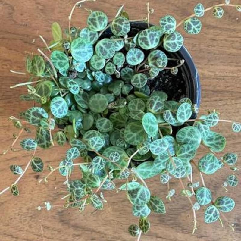 String of Turtles - Etsy