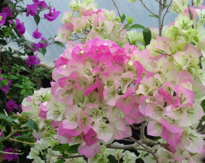 Deutzia Gracilis 'nikko' Dwarf Nikko Deutzia Live Plant 4 Pot Size ...