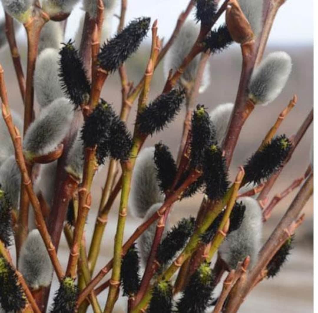 Black Pussy Willow Salix Gracilistyla Melanostachys Free Shipping Etsy