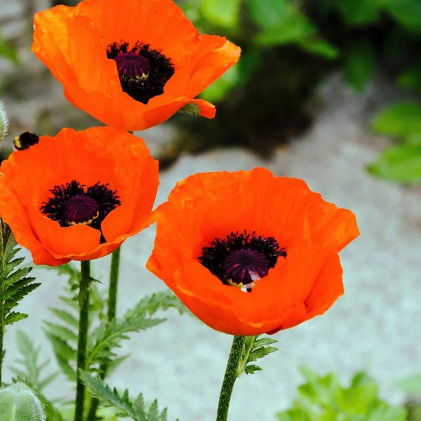 Poppy Flowers - Etsy
