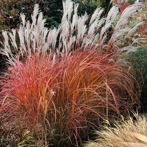 Fire Dragon Grass - Etsy