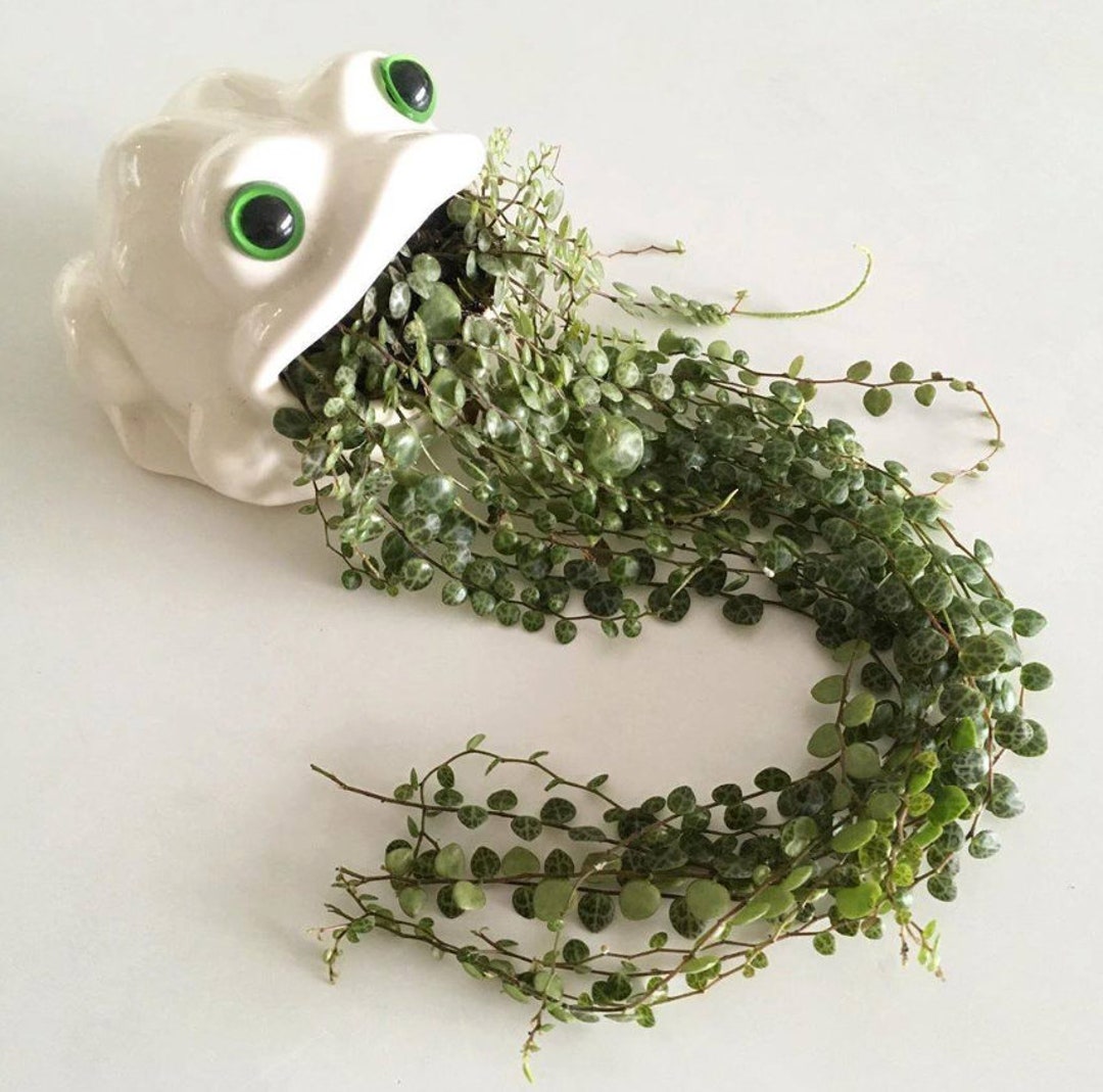 Variegated String of Turtles Starter Plants Pink Plant Ppp - Etsy