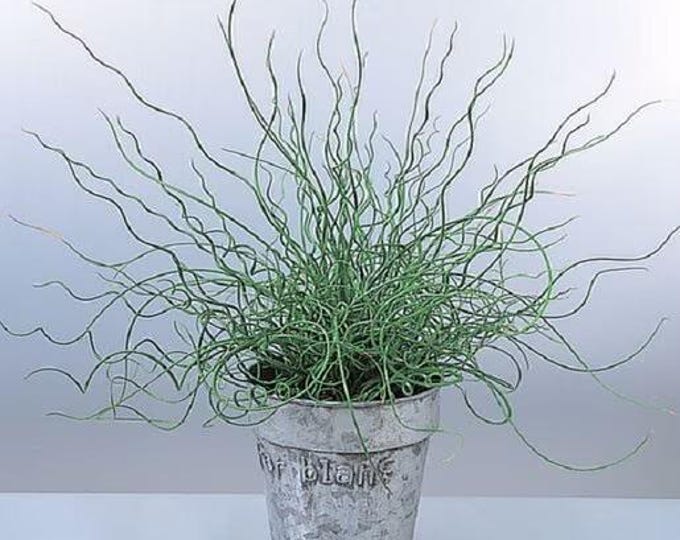 LAST CHANCE SALE - Juncus Big Twister Grass Free Shipping - Etsy