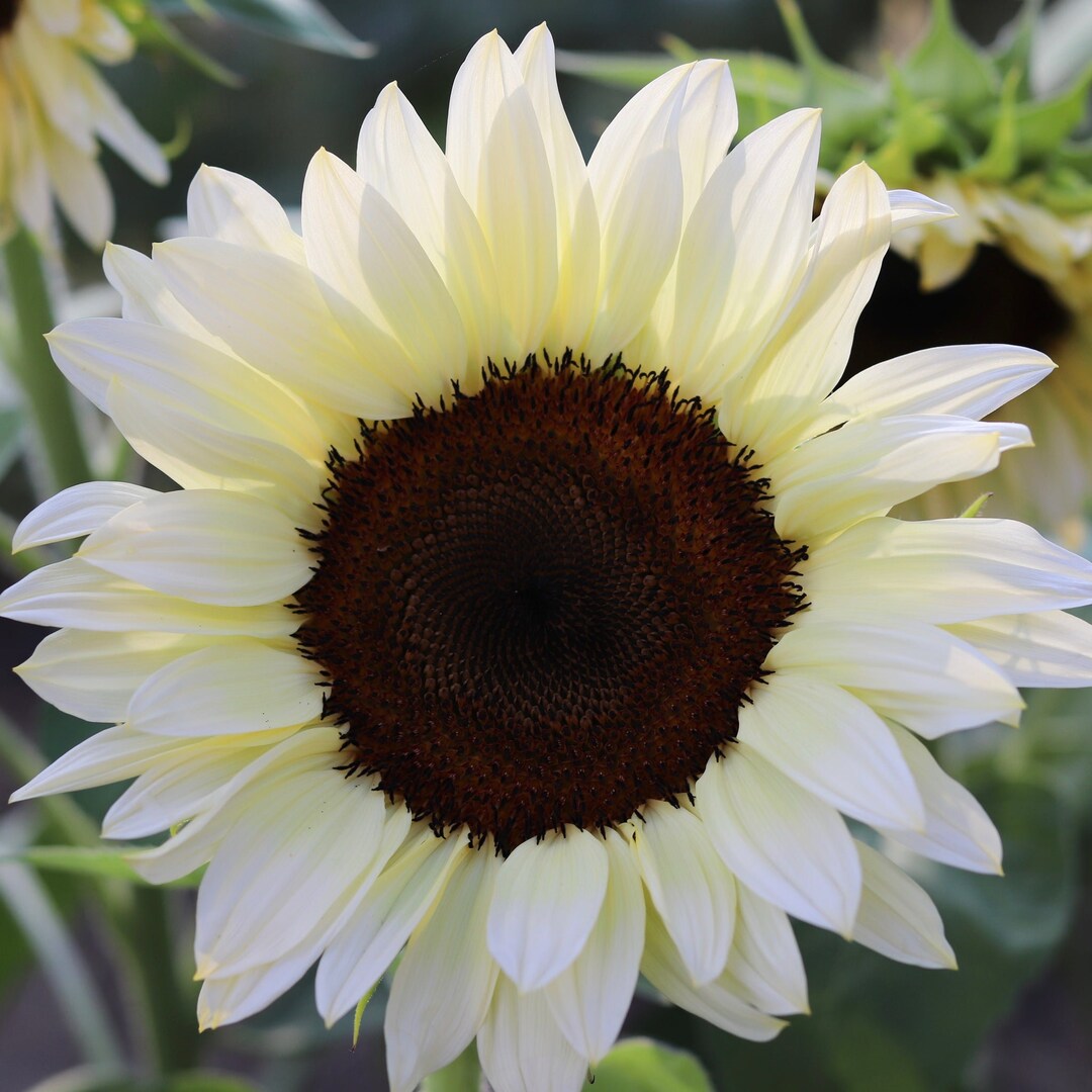 White Sunflowers Seeds Flowers FREE SHIPPING - Etsy