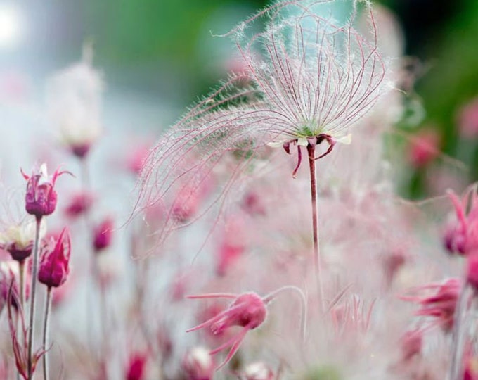 Pink Flower Live Plant Prairie Smoke geum Triflorum Color Year Round ...