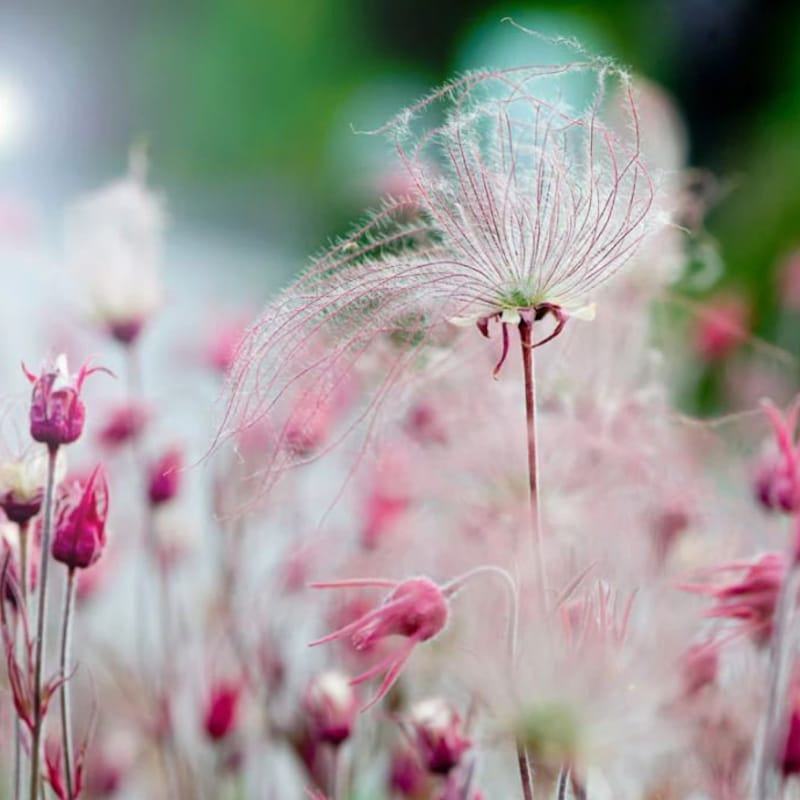 Prairie Smoke Flower - Etsy