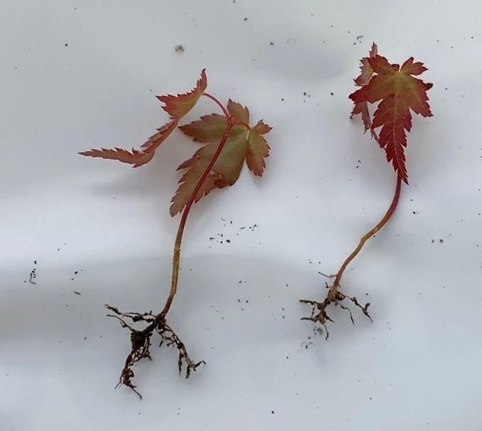 Red Maple Tree Seedling Starter Plant ALL Starter Plants - Etsy