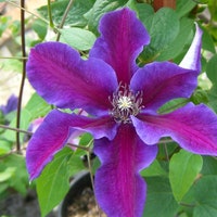 Clematis - Etsy