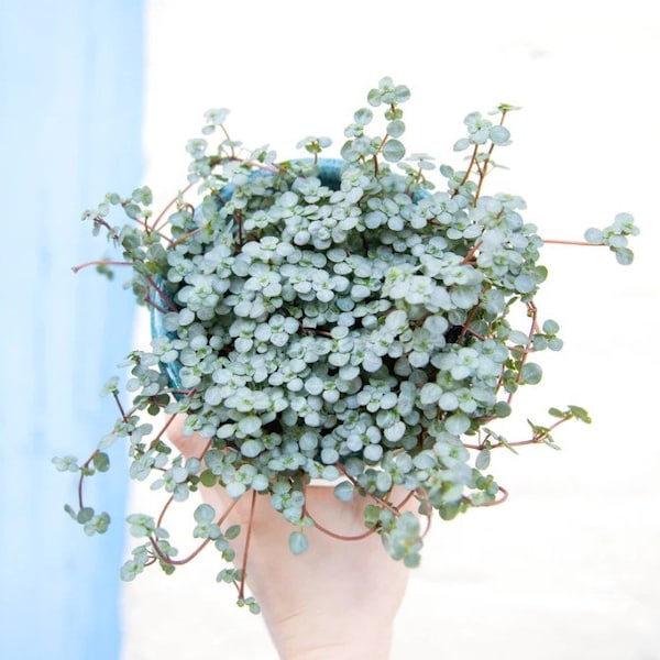 Trailing Succulents - Etsy