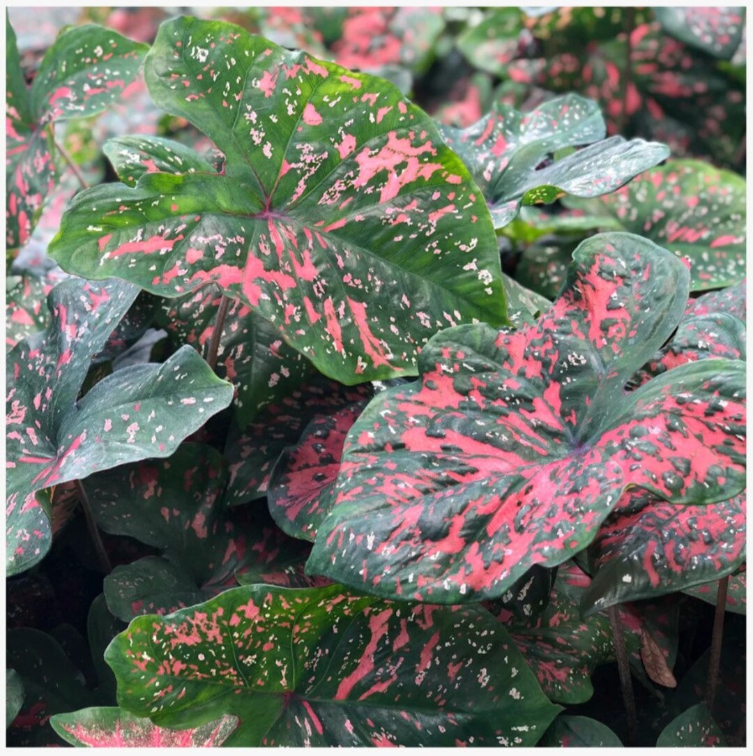 Freckles Caladium Bulbs Live Plant ALL Starter Plants REQUIRE - Etsy