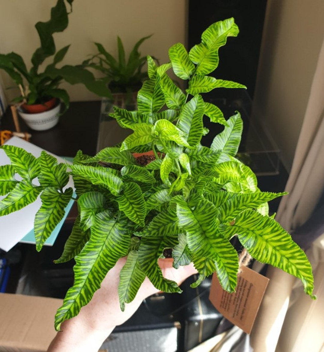 Golden Zebra Variegated Bamboo Fern Plant Starter Low Light House ...