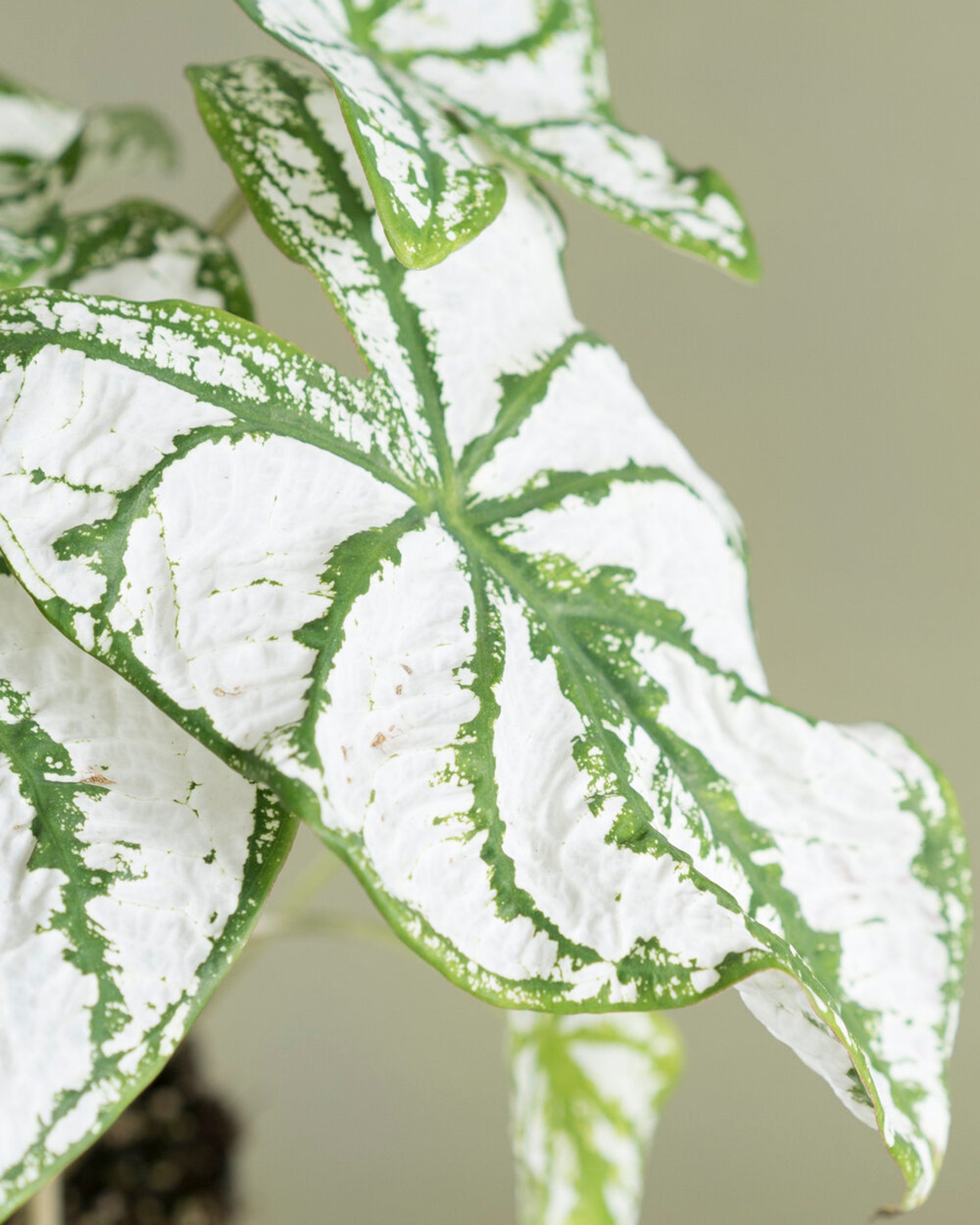 White Christmas Caladium Bulbs Live Plant ALL Starter Plants - Etsy