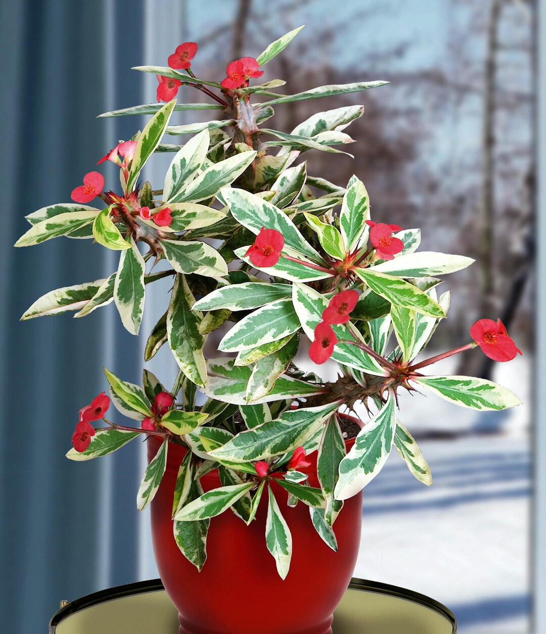 Variegated White Lightning Crown of Thorns Starter House Plants FREE ...