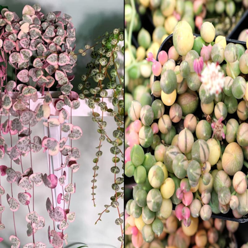 String of Pearls - Etsy