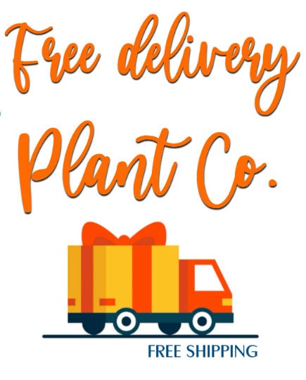 Sparkler Caladium Bulbs Live Plant Princess Angel Wingsall - Etsy