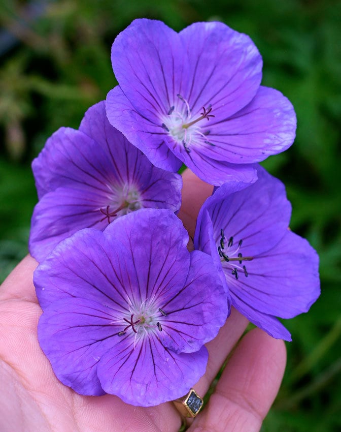 Purple Geranium Plant