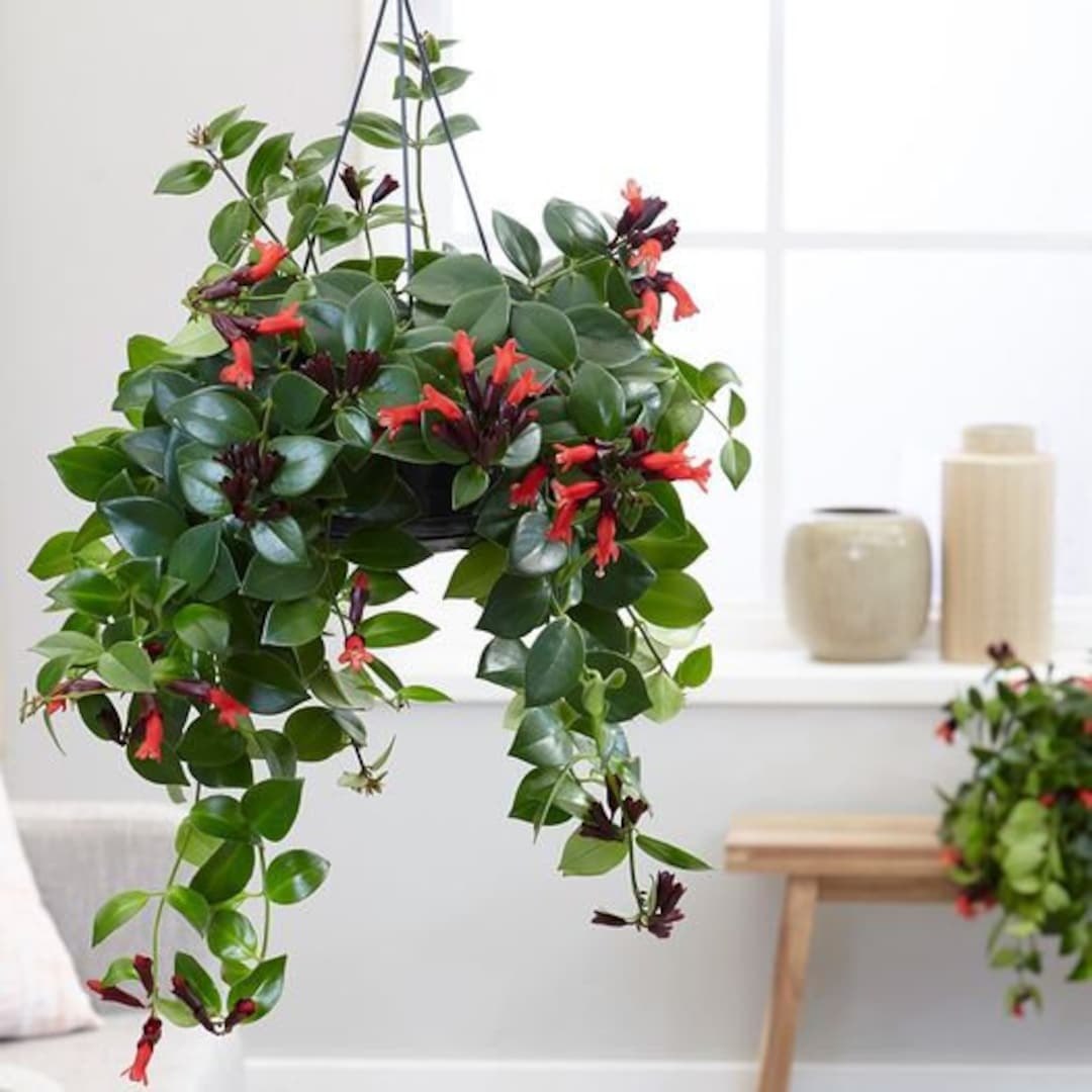 Red Lipstick Plant FREE SHIPPING - Etsy