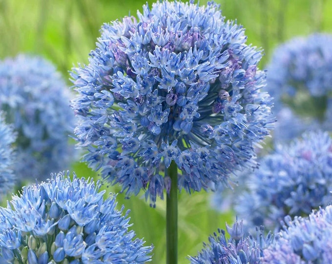 3 Giant Gladiator Allium. Plant Now for Next Spring Color. Super Easy ...