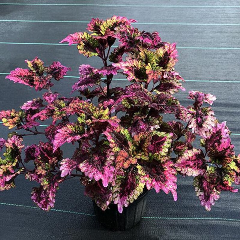 Coleus - Etsy