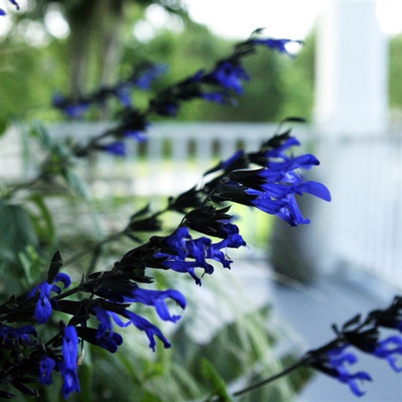Blue Purple Salvia - Etsy