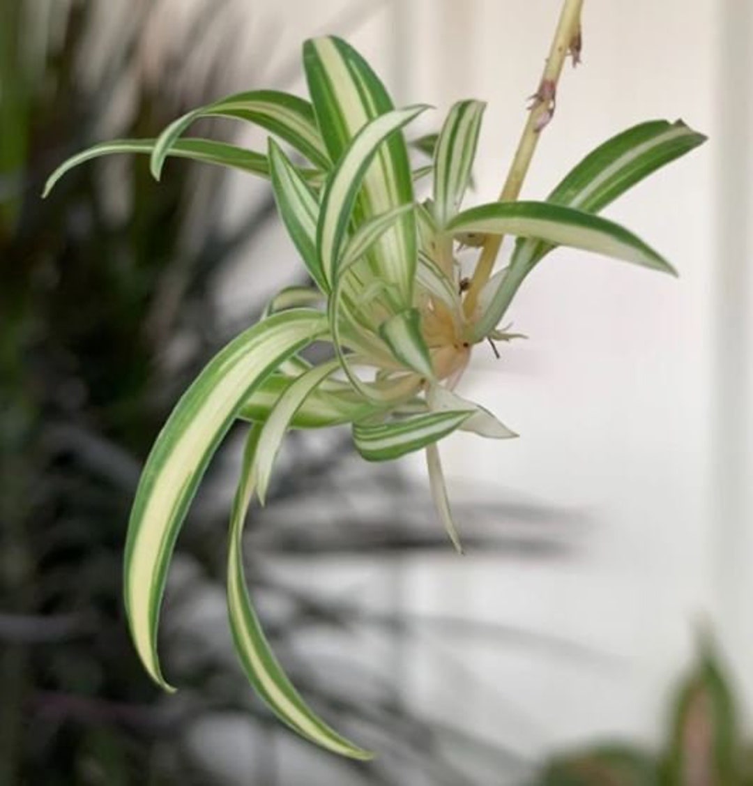 Holiday Sale- Variegated Spider Plant Babies Starter Plant - Etsy