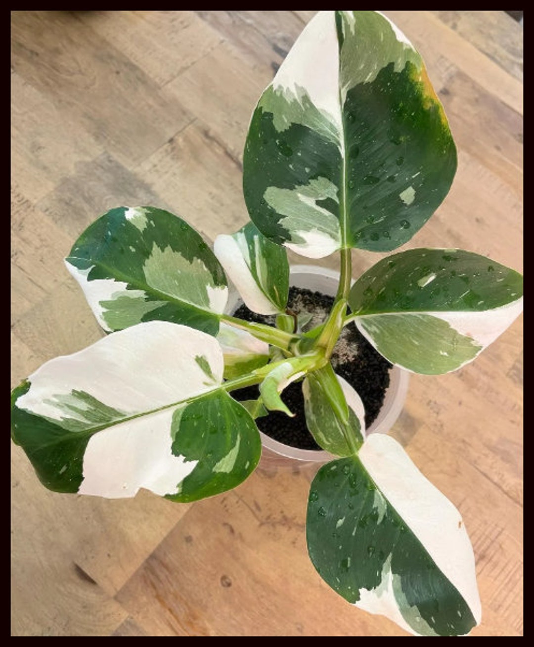 FREE SHIPPING - Variegated White Wizard Philodendron Starter Plant - Etsy