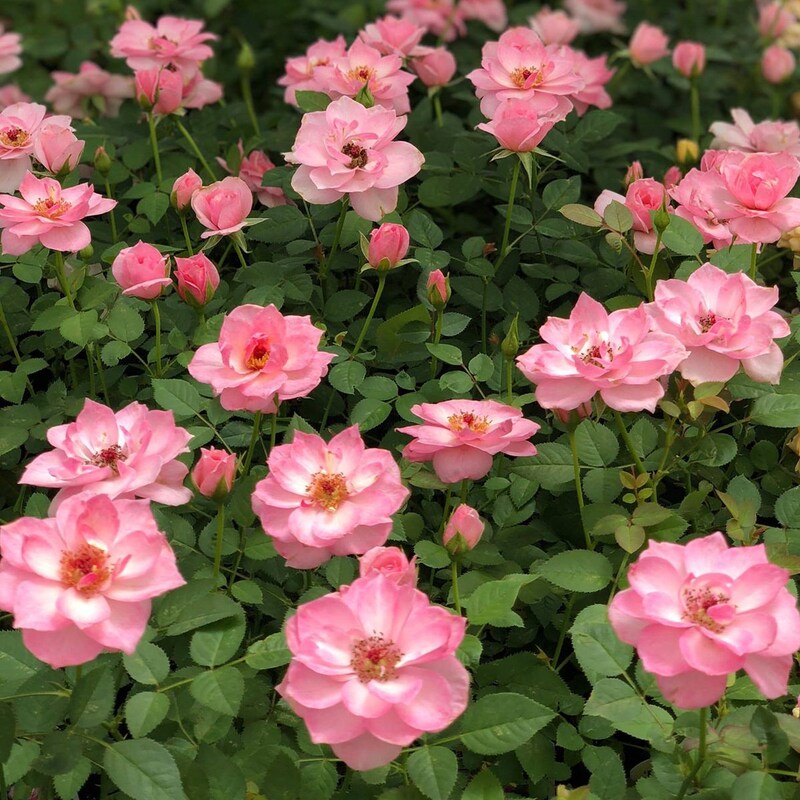 Rose Plants for Sale - Etsy