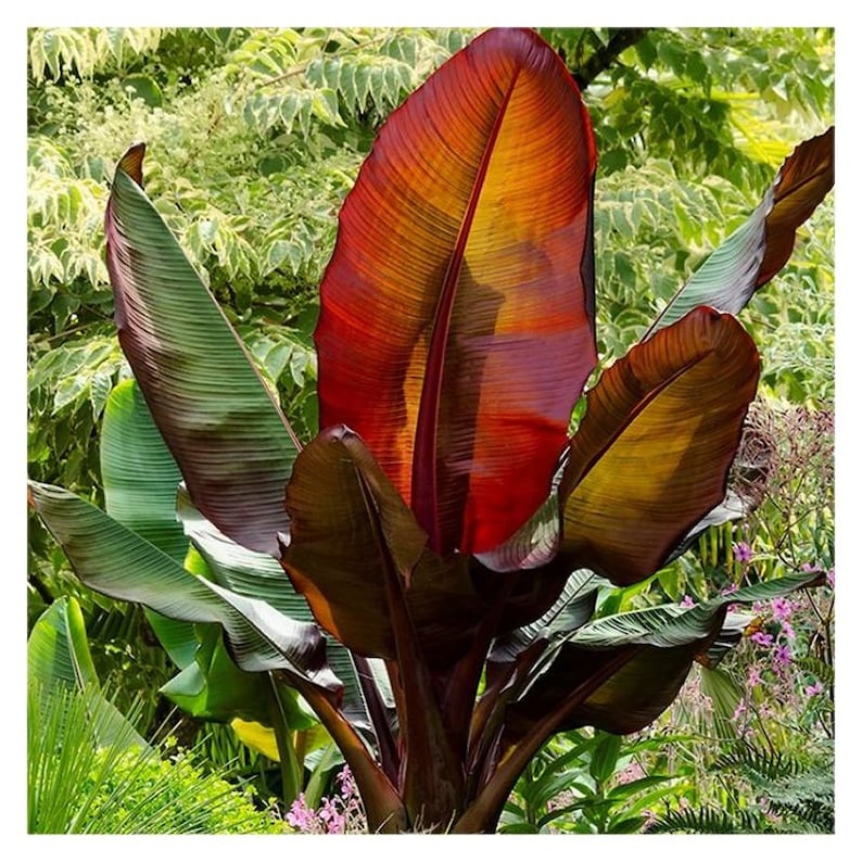 FREE SHIPPING - Red Banana Tree Starter Plant Ppp - Etsy