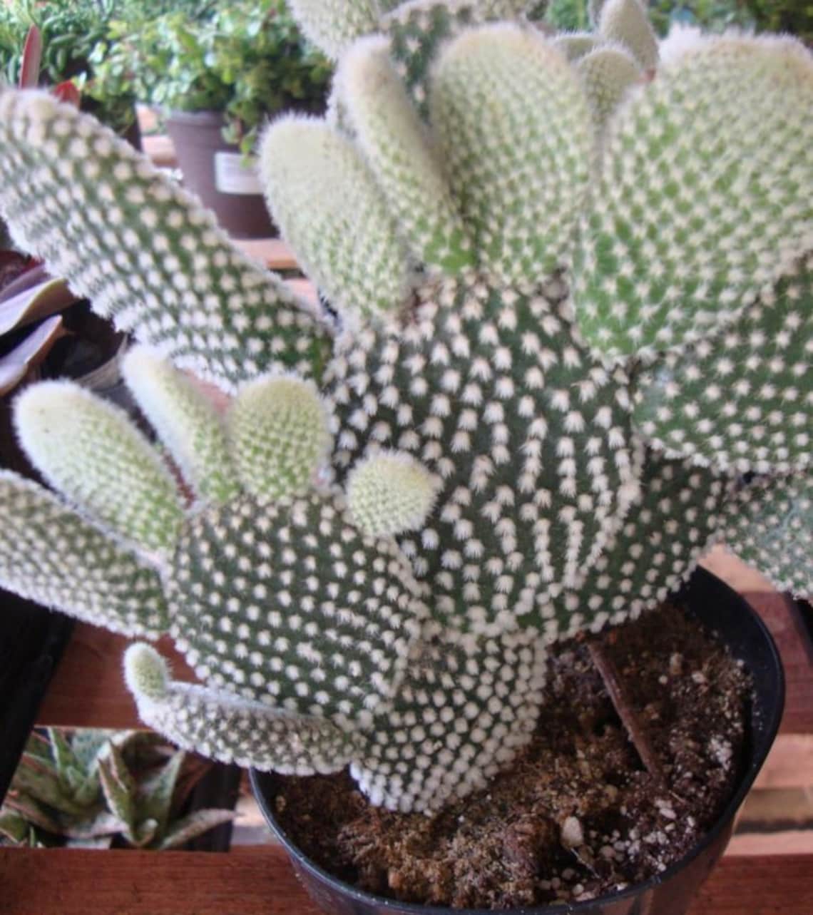 Teddy Bear Cactus Aka Bunny Ears Succulents ALL Starter - Etsy