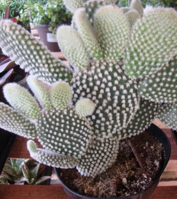 Teddy Bear Cactus Aka Bunny Ears Succulents ALL Starter - Etsy