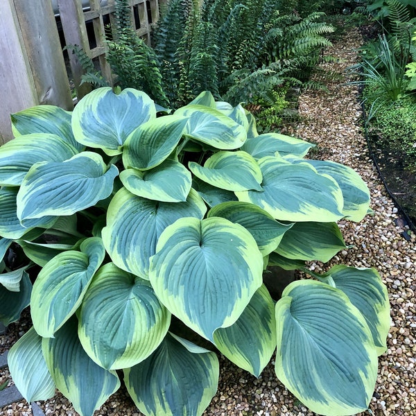 Hosta - Etsy