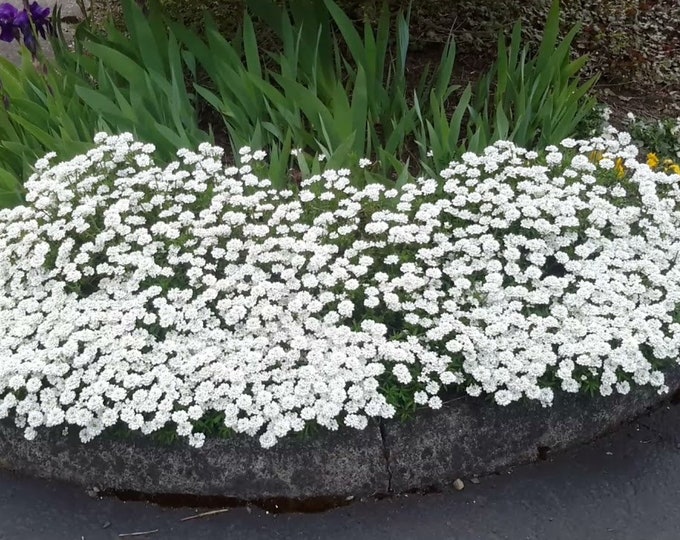 White Candytuft Snow Cone Starter Plant White Flowers - Etsy