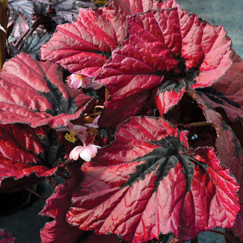 Ruby Begonia - Etsy