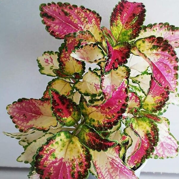 Coleus - Etsy