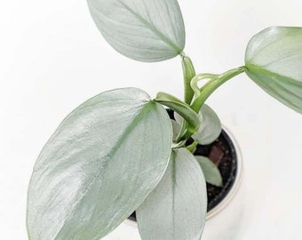 Philodendron Silver Stripe Starter Plant ALL STARTER PLANTS Require You ...